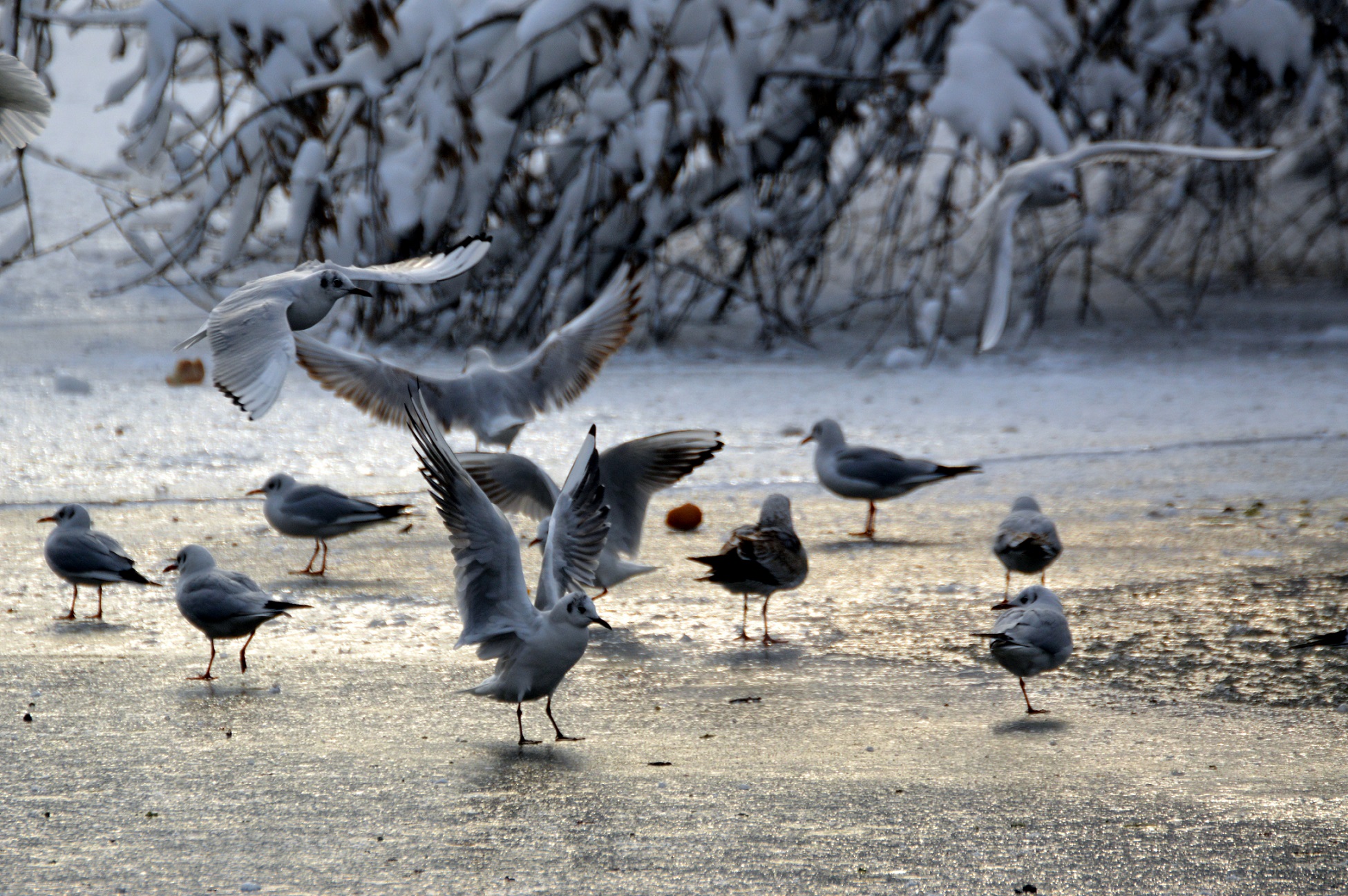 Galerie Foto - Marian Popescu (fotografia 18879) | Fotografia wild-life