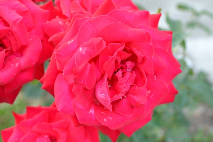 Galerie Foto - Leahu Gabriel (fotografia 1986) | Fotografia macro&close-up